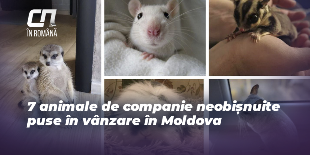 7 animale de companie neobișnuite puse în vânzare în Moldova | СП ...