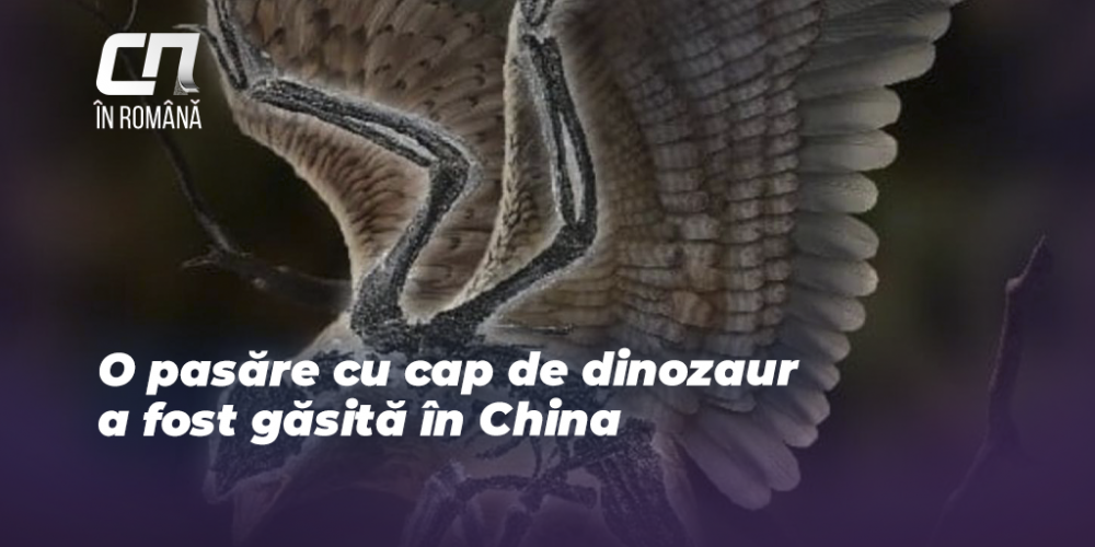 O pasăre cu cap de dinozaur a fost găsită în China | СП - Știri Bălți ...